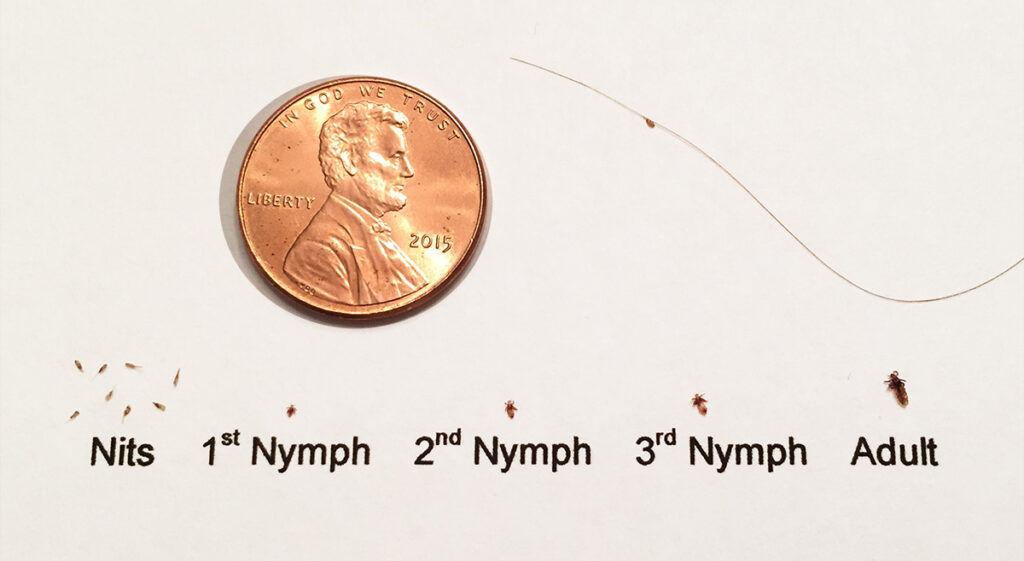 Head Lice Nits Size Head Lice Nits Size